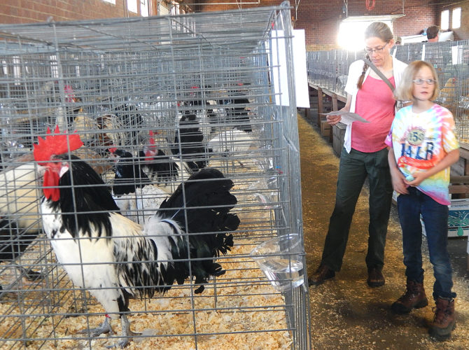 Bird lovers flock to NU Pigeon, Poultry Show | News, Sports, Jobs - The ...